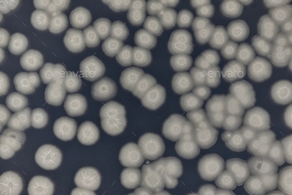 Bacterial colonies grown on agar plate (Bacillus subtilis) Stock Photo ...