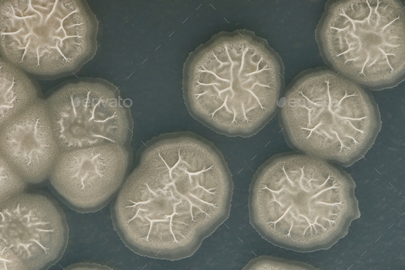 Bacterial colonies grown on agar plate (Bacillus subtilis) Stock Photo ...