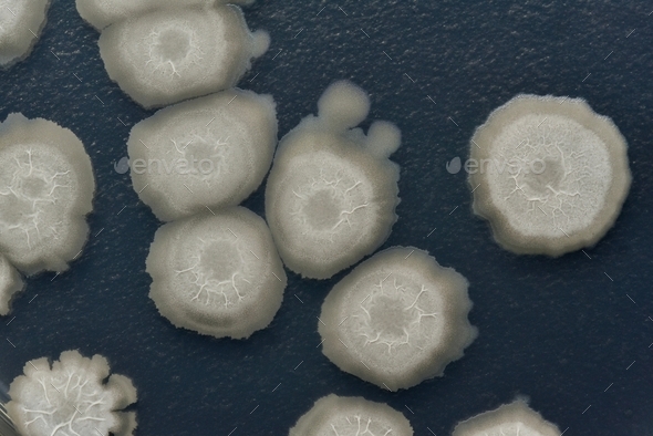Bacterial colonies grown on agar plate (Bacillus subtilis) Stock Photo ...