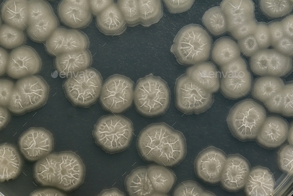 Bacterial colonies grown on agar plate (Bacillus subtilis) Stock Photo ...