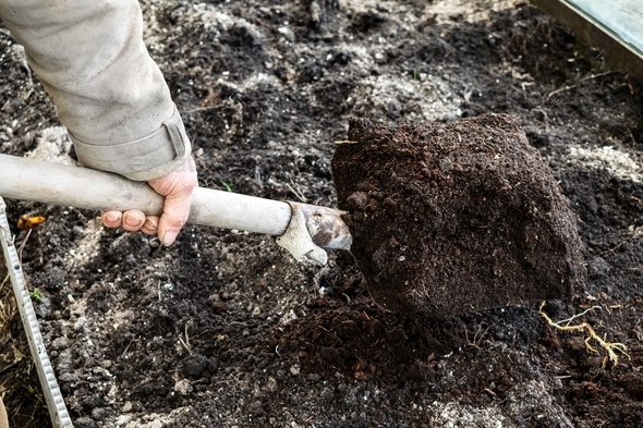 Man digs ground, soil in garden with shovel, vegetable garden ...