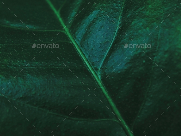 Texture of leaf (lemon leaf) Stock Photo by Buntan2019 | PhotoDune