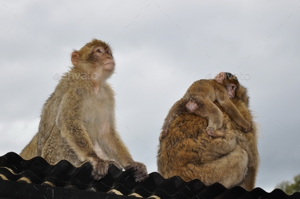 Barbary macaques family at Gibraltar. Mother monkey carries baby on its ...