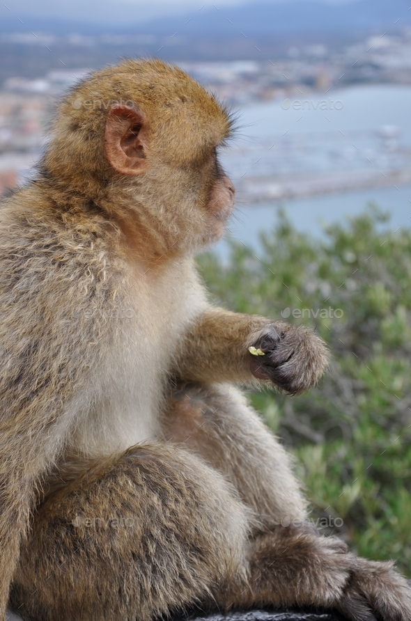 Side view Gibraltar Barbary macaque monkey sit and hold food in hand ...