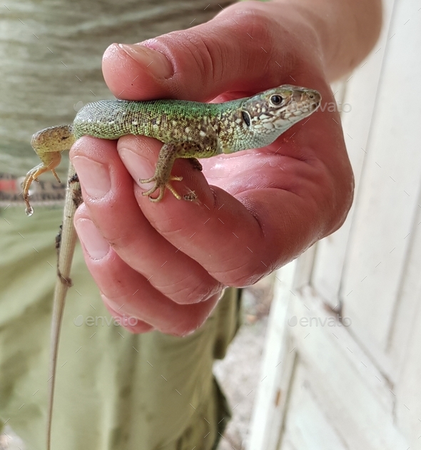 Closeup small green spotted lizard in human fingers Stock Photo by ninelro