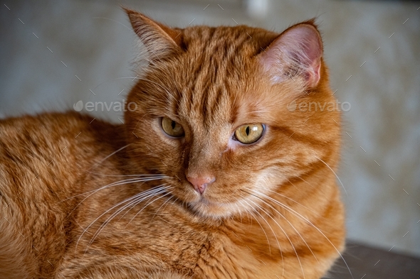 Portrait of red tabby cat proudly posing. Young cat head with ginger ...