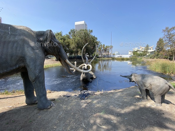 famous mammoths on display at the la brea tar pits in los angeles ...