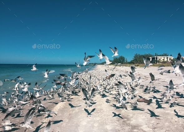 seagull Birds on a beach scatter by the water Stock Photo by darrenvorel