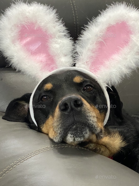 Rottweiler mix dressed up like an Easter bunny wearing bunny ears and ...