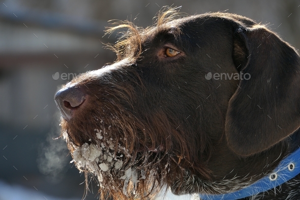muzzle of a dog of a hunting breed, close-up, German dratar. Stock ...