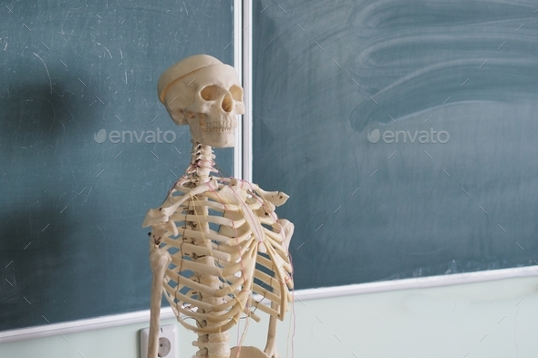 Educational model of a human skeleton on the background of a school ...