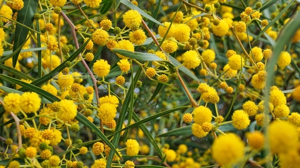 Water Battle, Acacias species, also known as Swamp Wattle, Retinodes ...