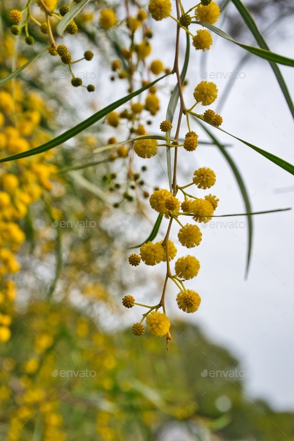 Water Battle, Acacias species, also known as Swamp Wattle, Retinodes ...