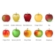 Apple Types Set, Vectors | GraphicRiver