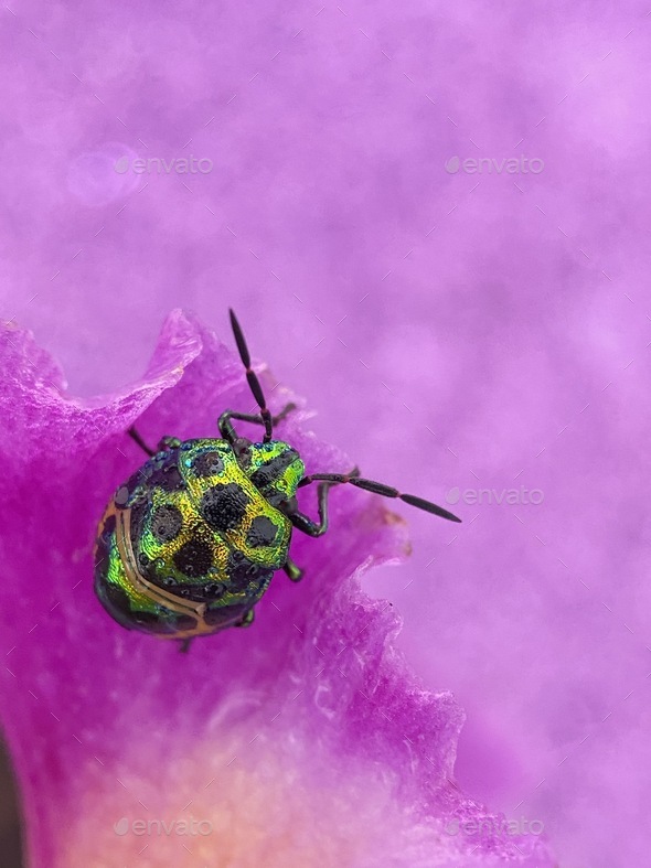 Jewel beetles bug on pink flower with bokeh background Stock Photo by ...