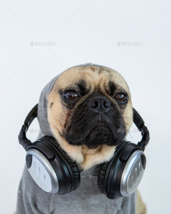 Adorable chill pug dog wearing a sweater hoodie and big headphones ...