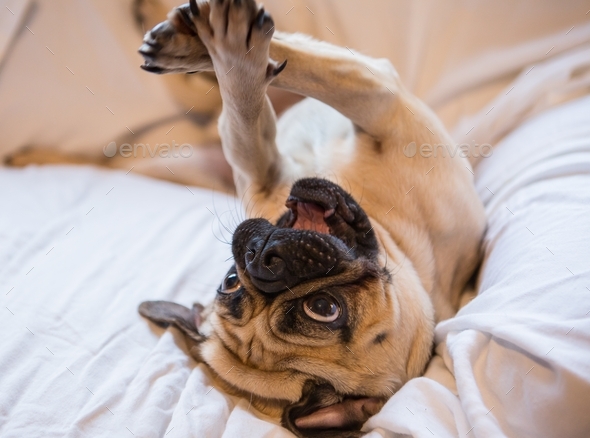 Upside down playful pug Stock Photo by beneteaulori | PhotoDune
