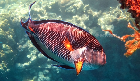 Colorful tropical fish Sohal Surgeonfish Acanthurus Sohal sohal tang ...