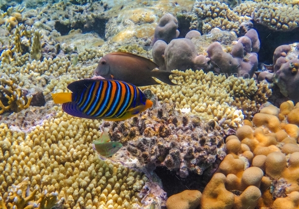 Angel fish, Royal angelfish, Pygoplites diacanthus in tropical coral ...