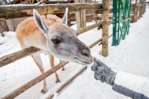 Portrait of a guanaco Lama guanicoe eating. National Park. Child gives ...