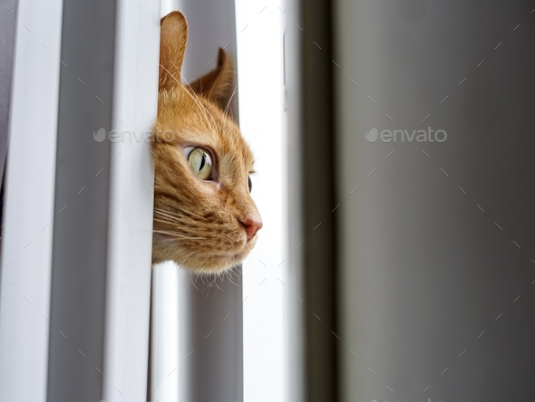 An orange tabby cat poking his head out from between the blinds to look ...
