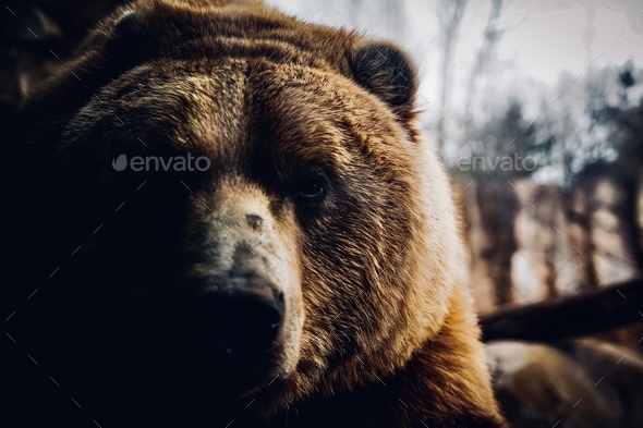 A grizzly bear closeup of head and face, looking at camera Stock Photo ...