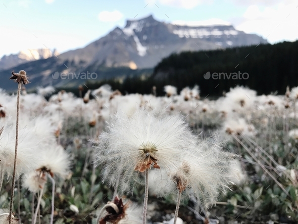 Fluffy field of dandelions in front of mountain range Stock Photo by sijiaw