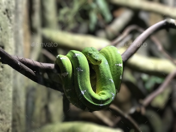 Green tree boa hanging from a branch Stock Photo by sijiaw | PhotoDune