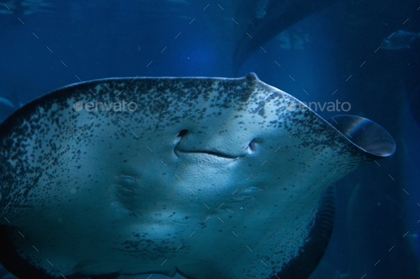 Happy face of a manta ray Stock Photo by donnaseen | PhotoDune