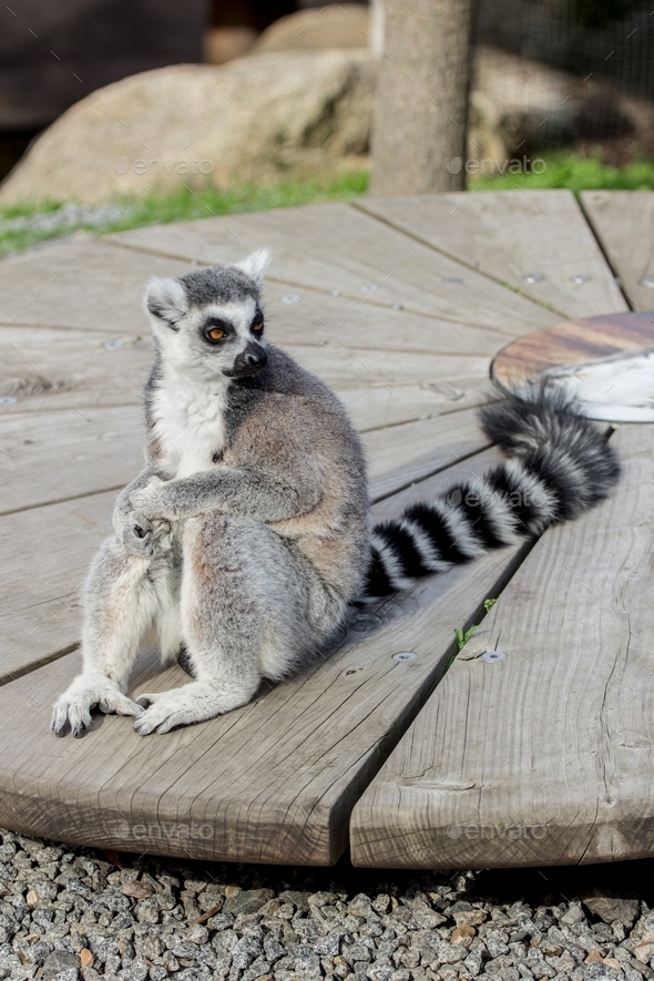 Lemur sitting upright at the zoo watching to the side Stock Photo by donnaseen