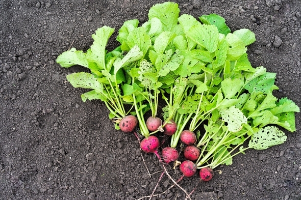 Fresh eco radish, farm products harvest, vegetables from the bed, top ...