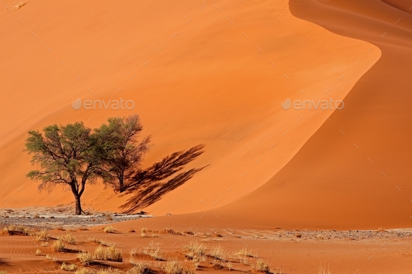 Large red sand dune with thorn trees, Sossusvlei, Namib desert, Namibia ...