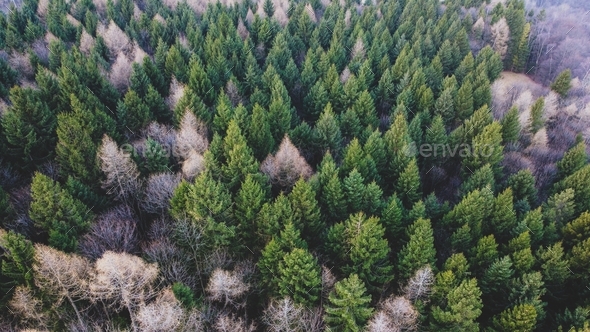 Evergreen forest texture for natural background. Stock Photo by ...