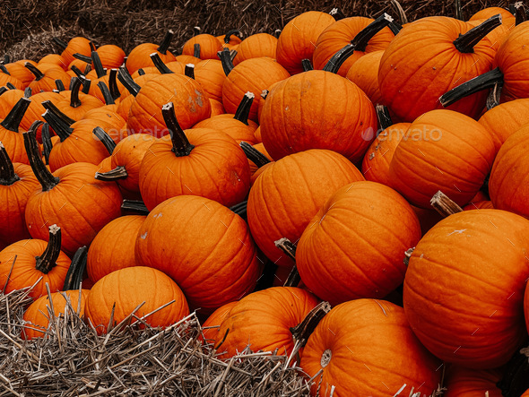 Pumpkins Stock Photo by Vollygda | PhotoDune