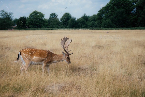 No deer emoji :( Stock Photo by cosyily | PhotoDune