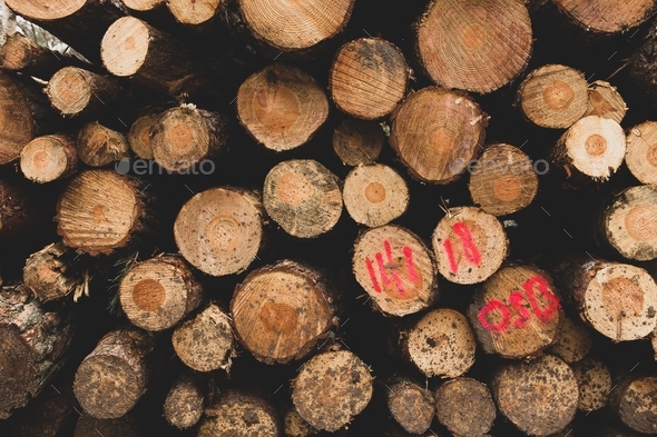 Stack of logs in the forrest close up multiple with red letters painted ...