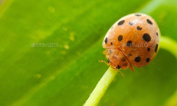 Mexican bean beetle bug on green leaf, ladybug, Henosepilachna Stock ...