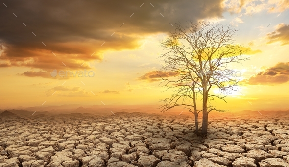 The tree is dried on cracked soil in arid areas of landscape Stock ...