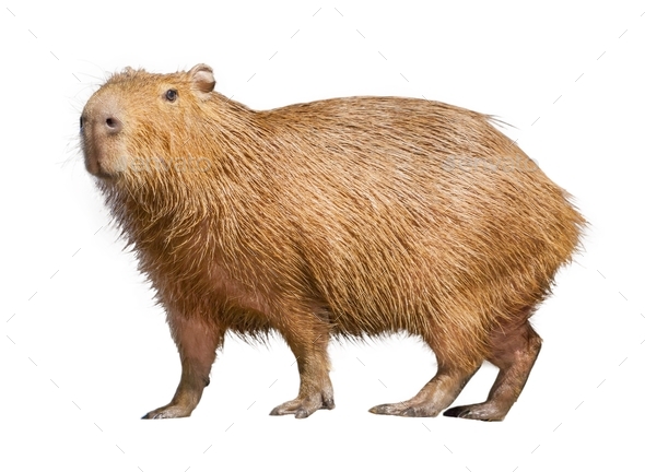 Male Capybara Stock Photo by EvergreenPlanet | PhotoDune