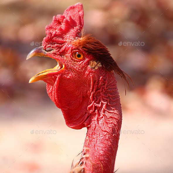 A funny closeup profile of a rooster’s red head and neck with its mouth ...
