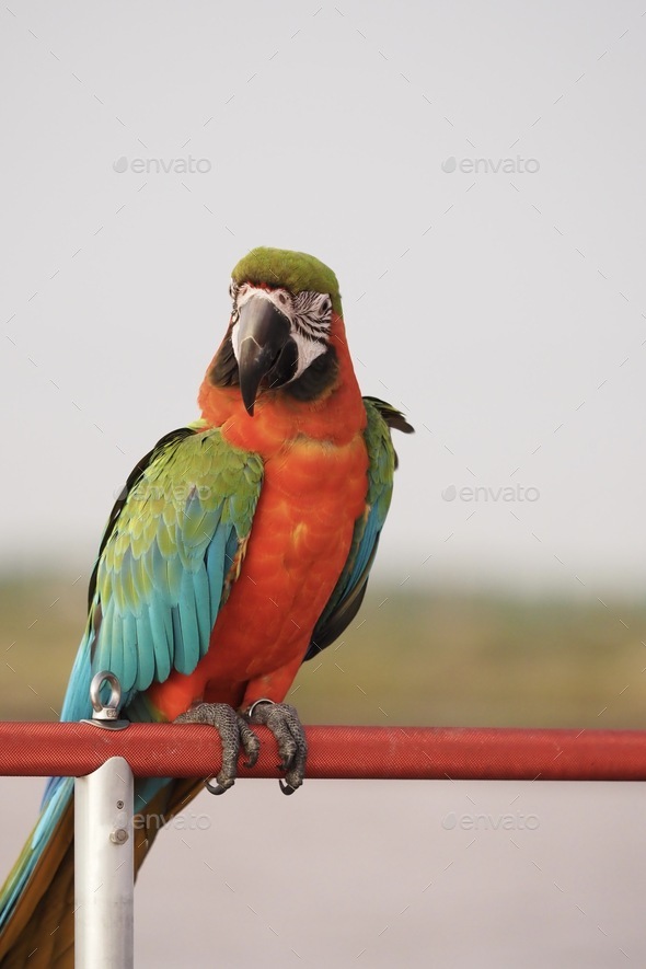Big macaw parrot, wild animal Stock Photo by areec1 | PhotoDune