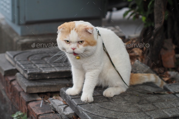 Moody cat, cute animal. Stock Photo by areec1 | PhotoDune