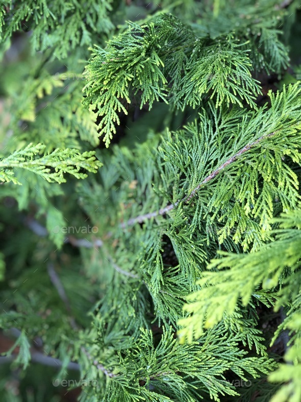 Cedar tree limbs Stock Photo by jdskiles1 | PhotoDune