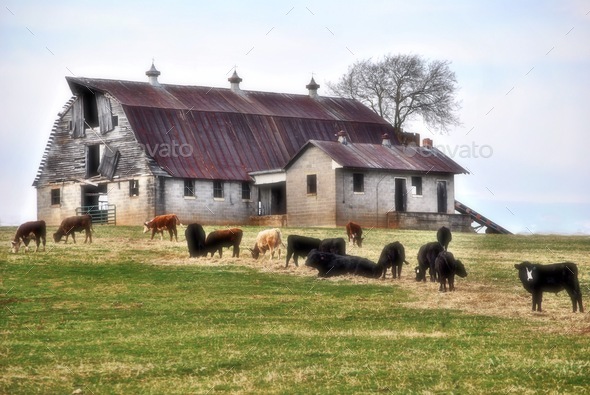 Old red barn with cows/cattle grazing in pasture Stock Photo by jdskiles1