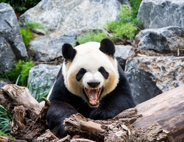 Papa Panda Bear has a big yawn at the Calgary Zoo in Alberta, Canada ...