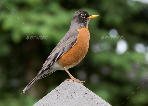 One of the first signs of spring in Alberta, Canada is the appearance ...