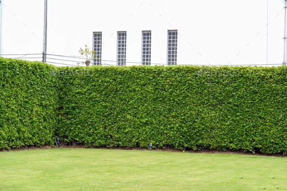 structure summer texture tile uneven wall wallpaper weed Stock Photo by ...