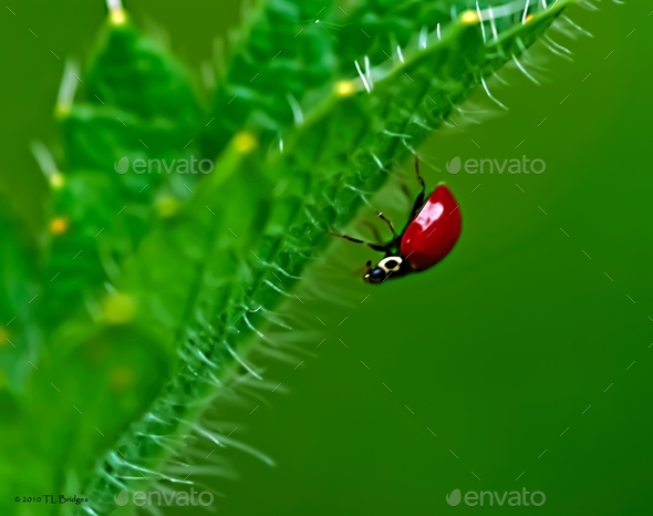 Ladybug, ladybug fly away home Stock Photo by tlblues | PhotoDune
