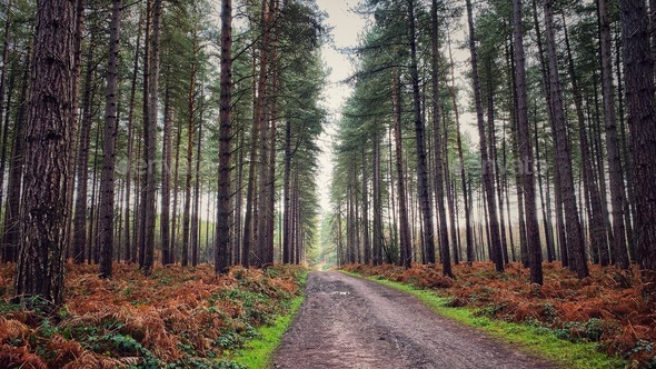 Deserted dirt road through a pine forest on a damp day Stock Photo by ...