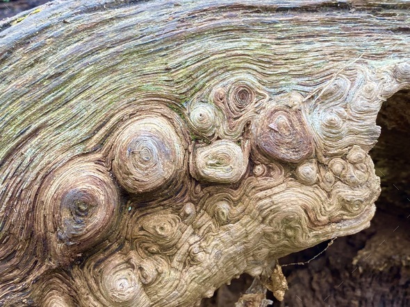 Knotted texture of tree bark on a fallen tree Stock Photo by cardenpatricia